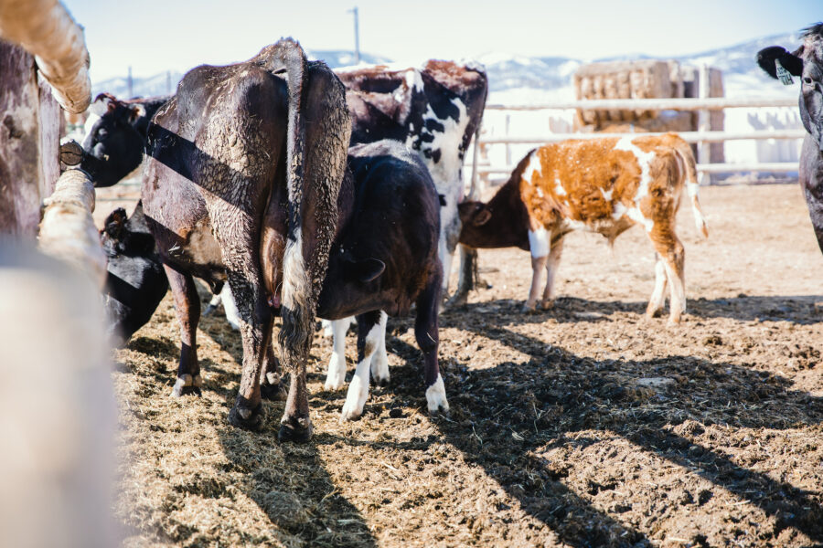 The Secret Life of Cows: How We Care for Our Dairy Calves - Redmond ...