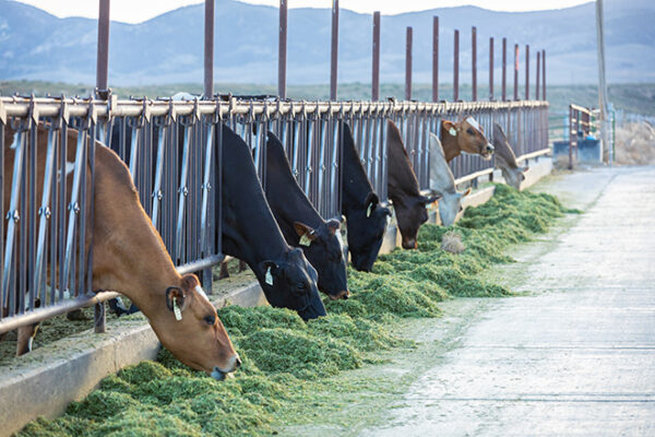 Everything You Ever Wanted to Know About A2 Milk - Redmond Heritage Farms