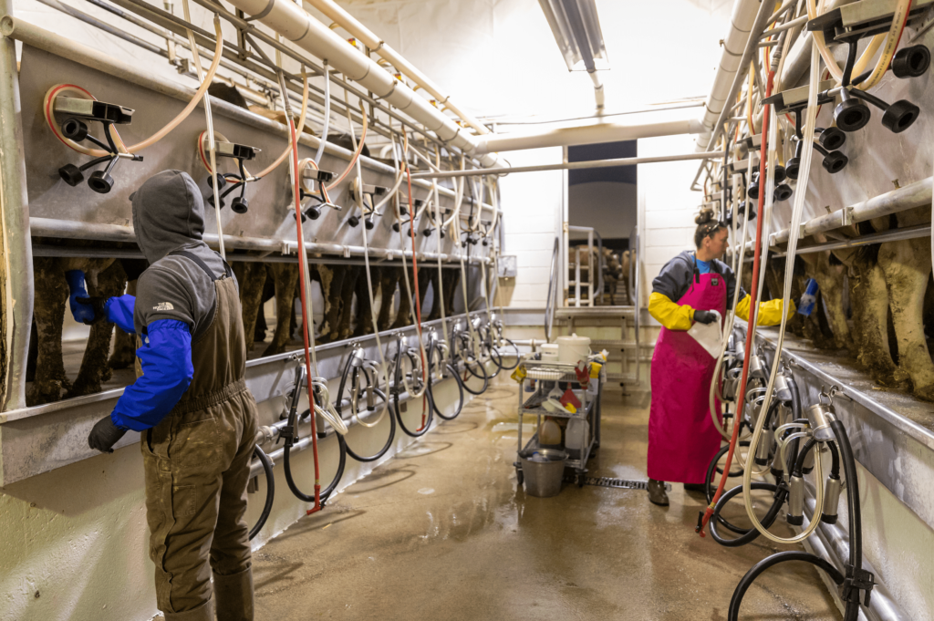 Riding the Waves of Milk Production at Redmond Farms - Redmond Heritage ...